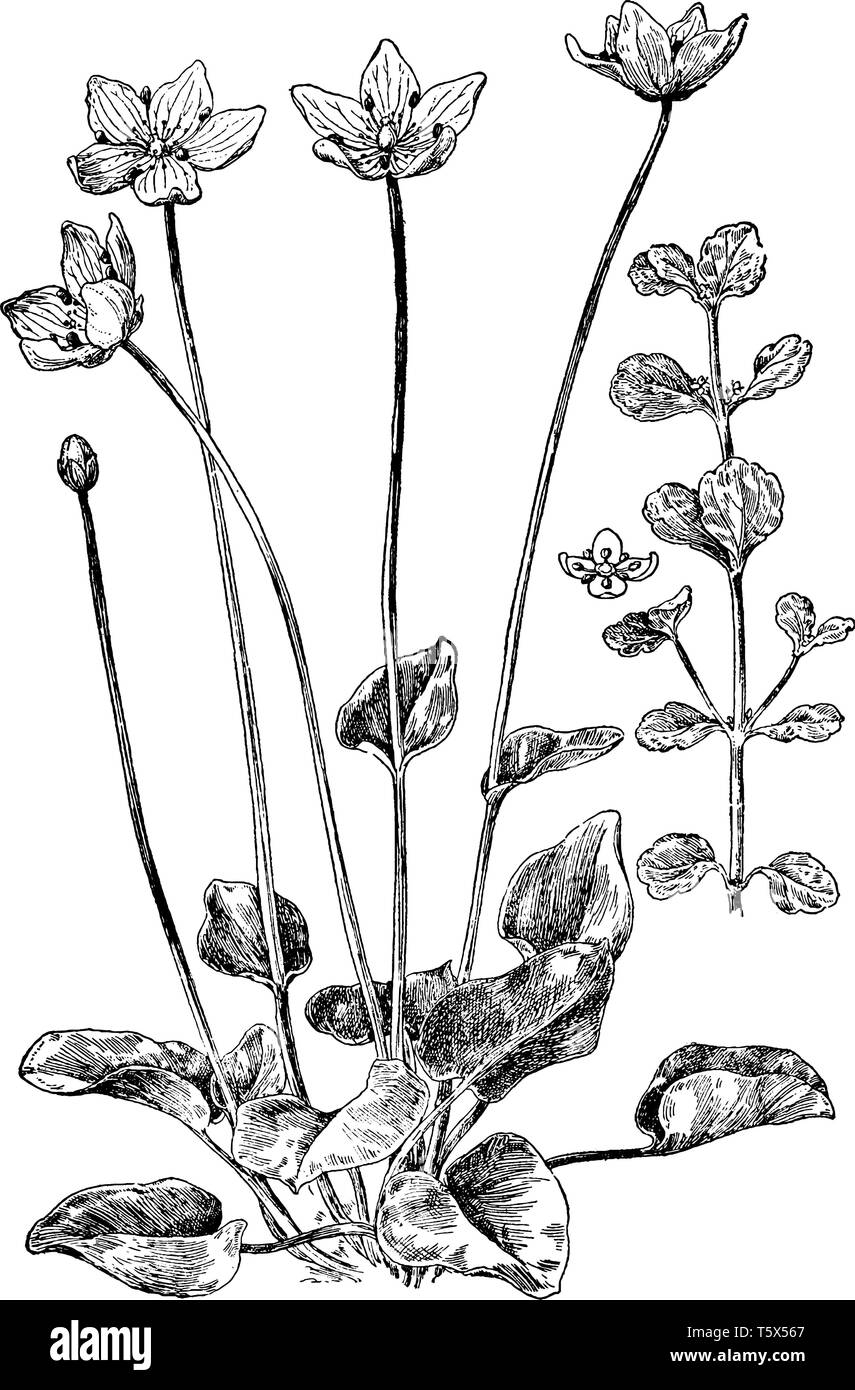 The belo Stock Vector Images - Alamy