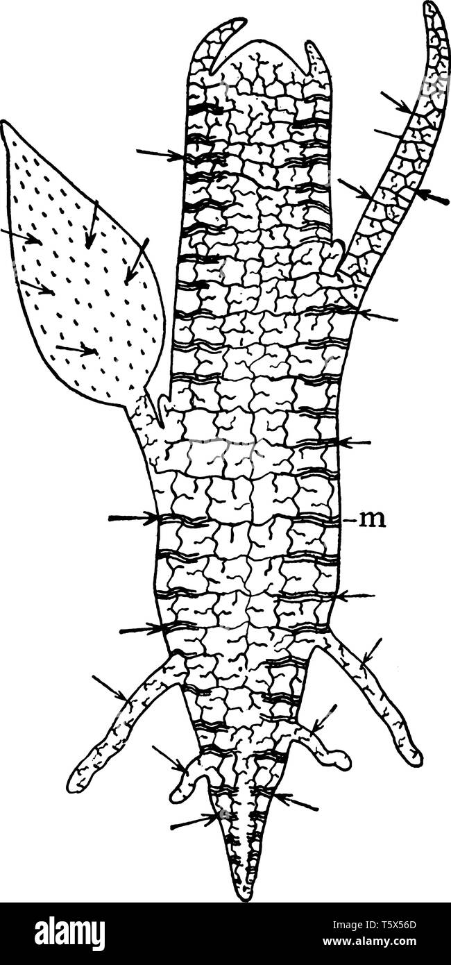 Medullary rays hi-res stock photography and images - Alamy