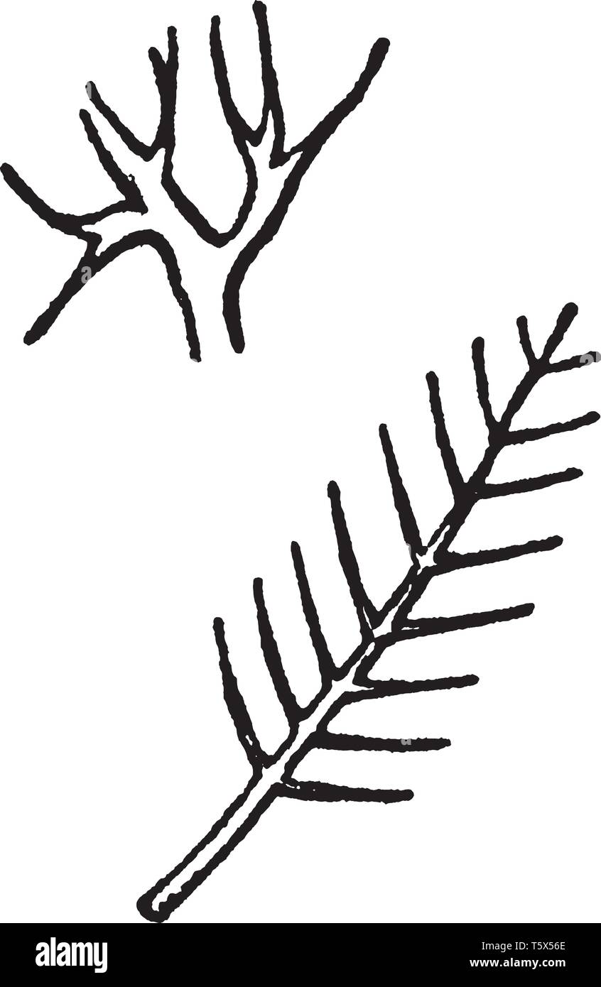 In this picture there is a dissected. This leaf has repeatedly cut into ...