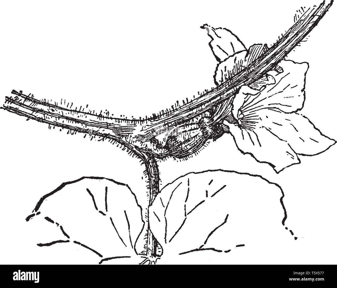 An illustration of a female Cucumis Melo flower, vintage line drawing ...