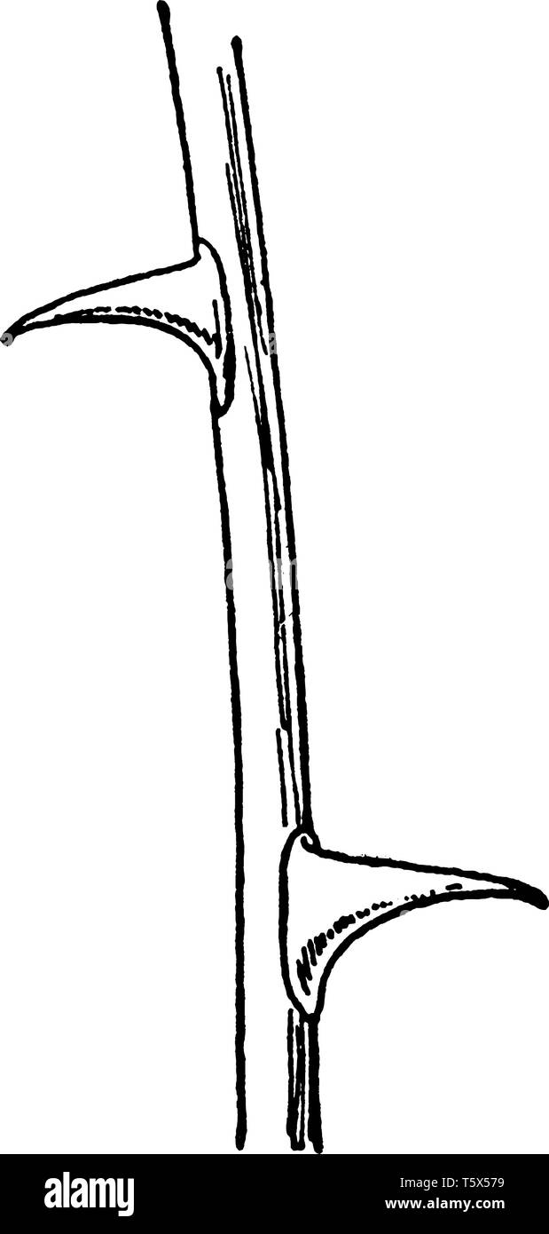 In this image a rose Spine is shown. This Spine is very sharp and ...