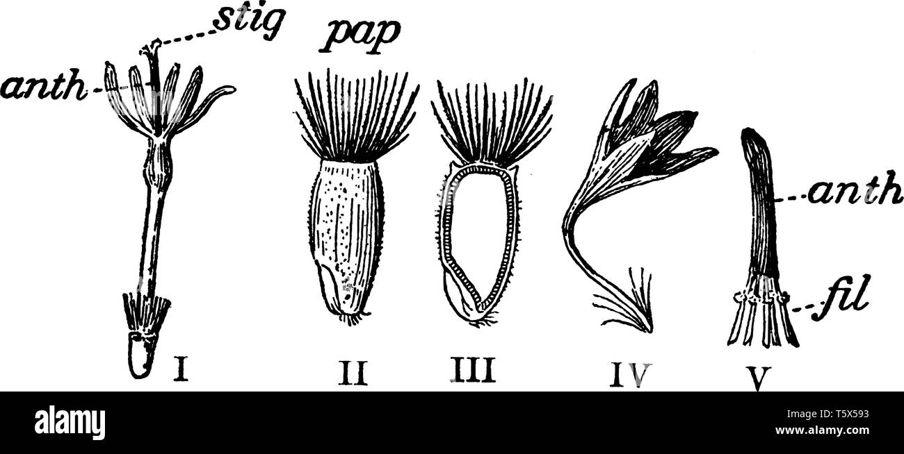 A picture describing the different parts of a cornflower, vintage line ...