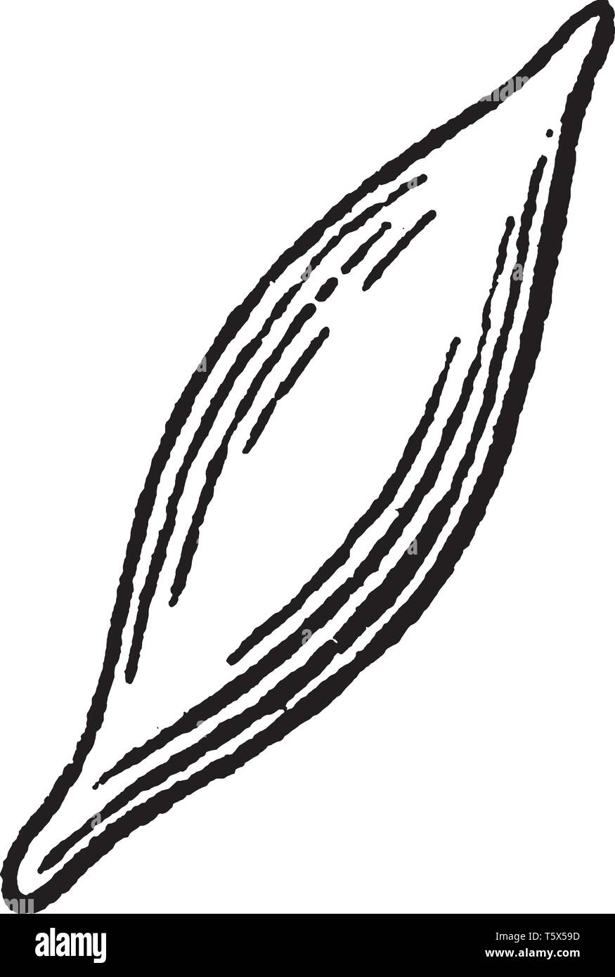 Fusiform hi-res stock photography and images - Alamy