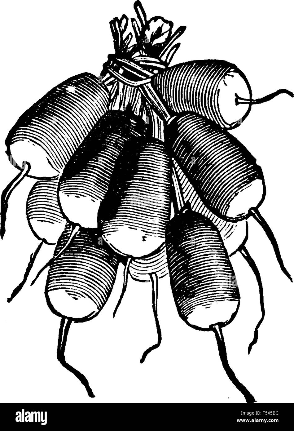 In this image bunch of roots and there are round circular lines on ...