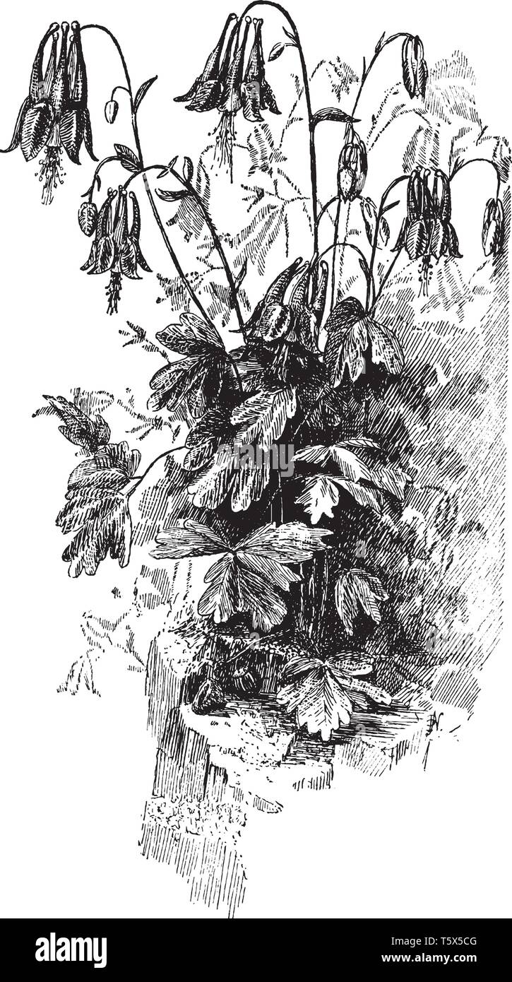 Columbine picture Stock Vector Images - Alamy