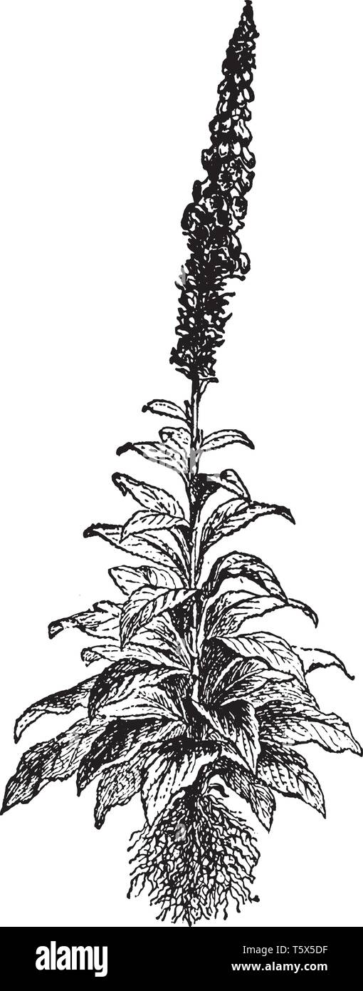 The flowers are produced on a tall stem, they are tubular. Basal leaves ...