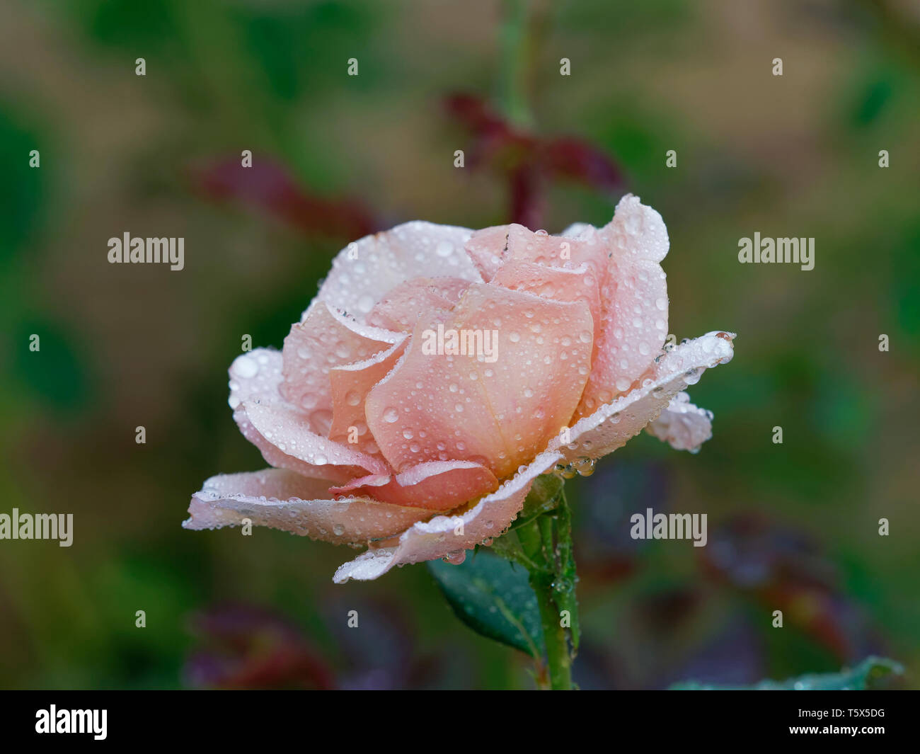 Julia rose hi-res stock photography and images - Alamy