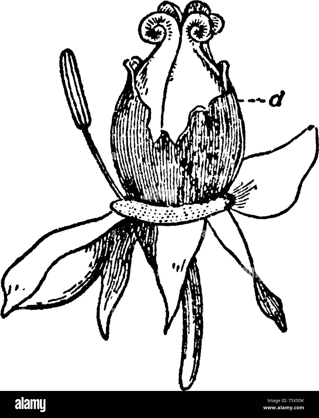 Buds peony Black and White Stock Photos & Images - Alamy