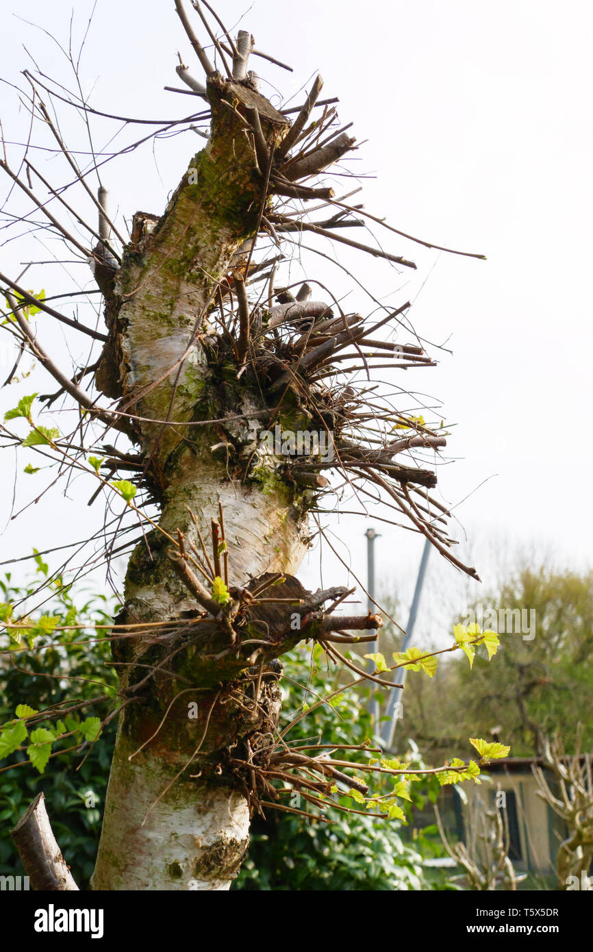 Alte Birke, Baum zurück geschnitten mit vielen neuen Trieben und Ästen ...
