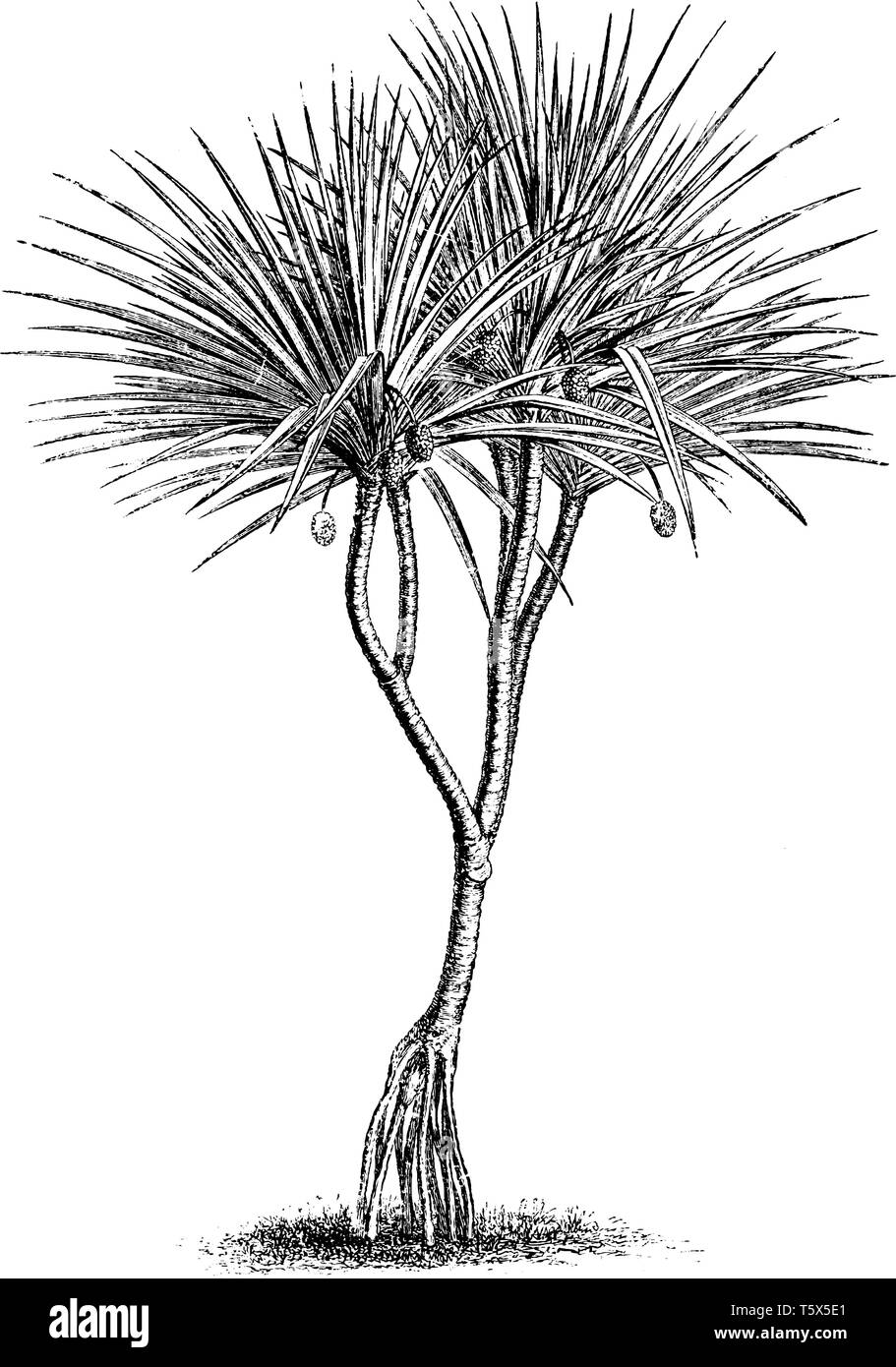 A picture showing a pandanus utulis. This is from Pandanaceae family ...