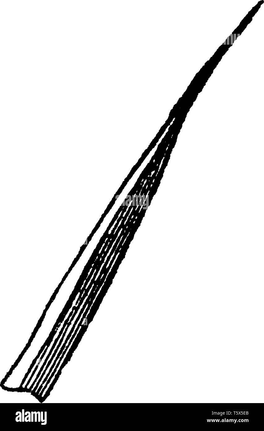 the margin angle less than 45 degree, a leaves has straight and long ...