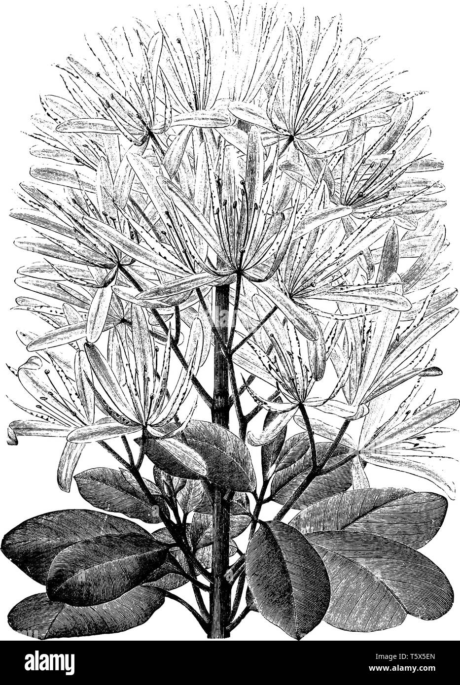 Calodendrum capense tree flowers Stock Vector Images - Alamy