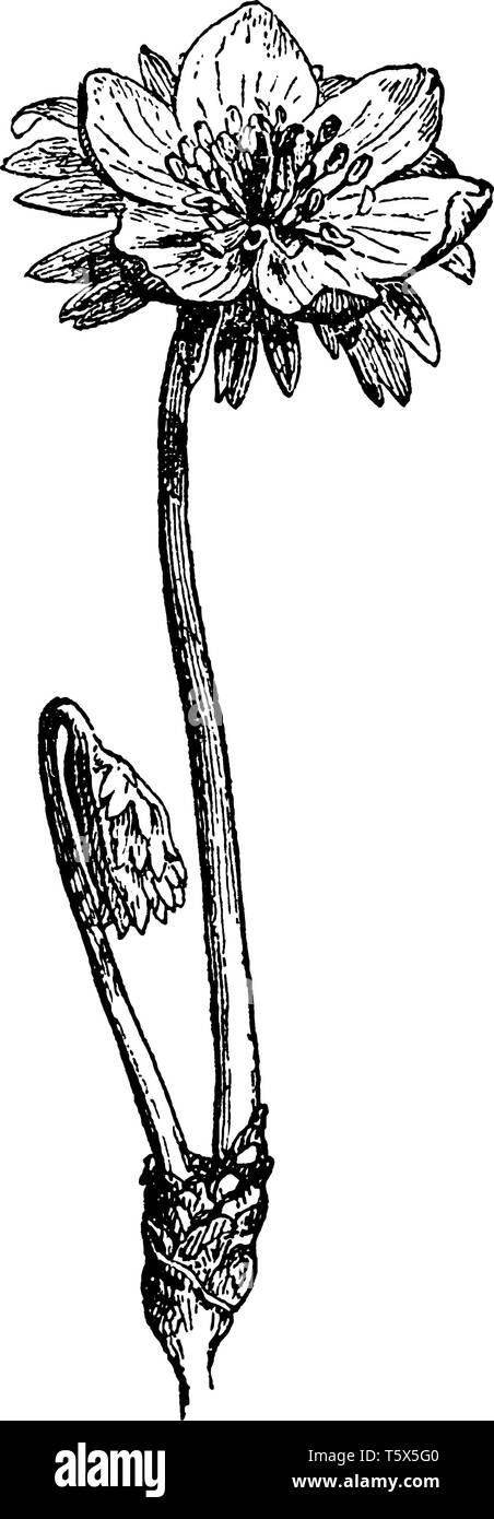 Winter aconite flower Stock Vector Images - Alamy