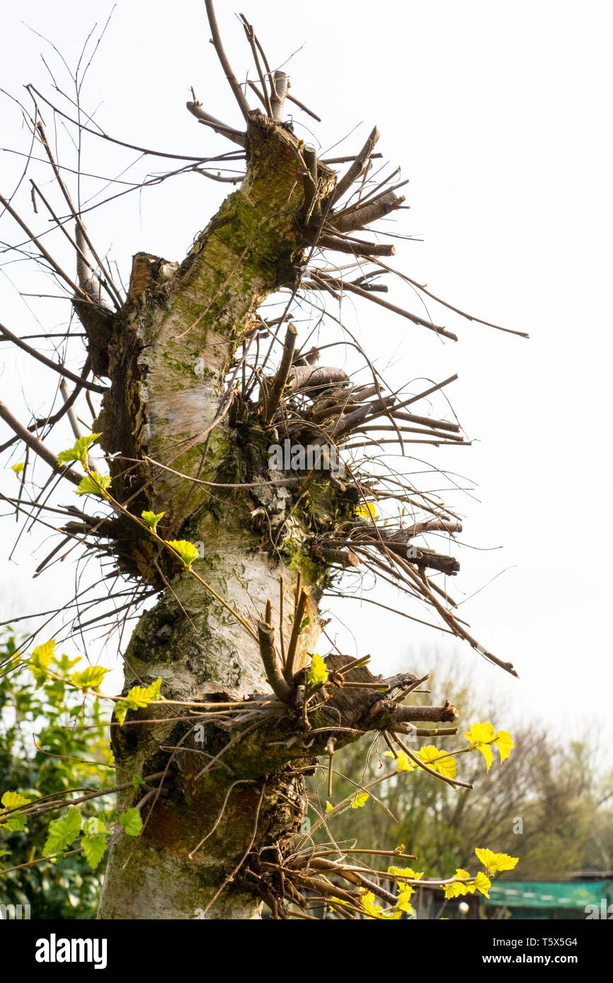 Alte Birke, Baum zurück geschnitten mit vielen neuen Trieben und Ästen ...