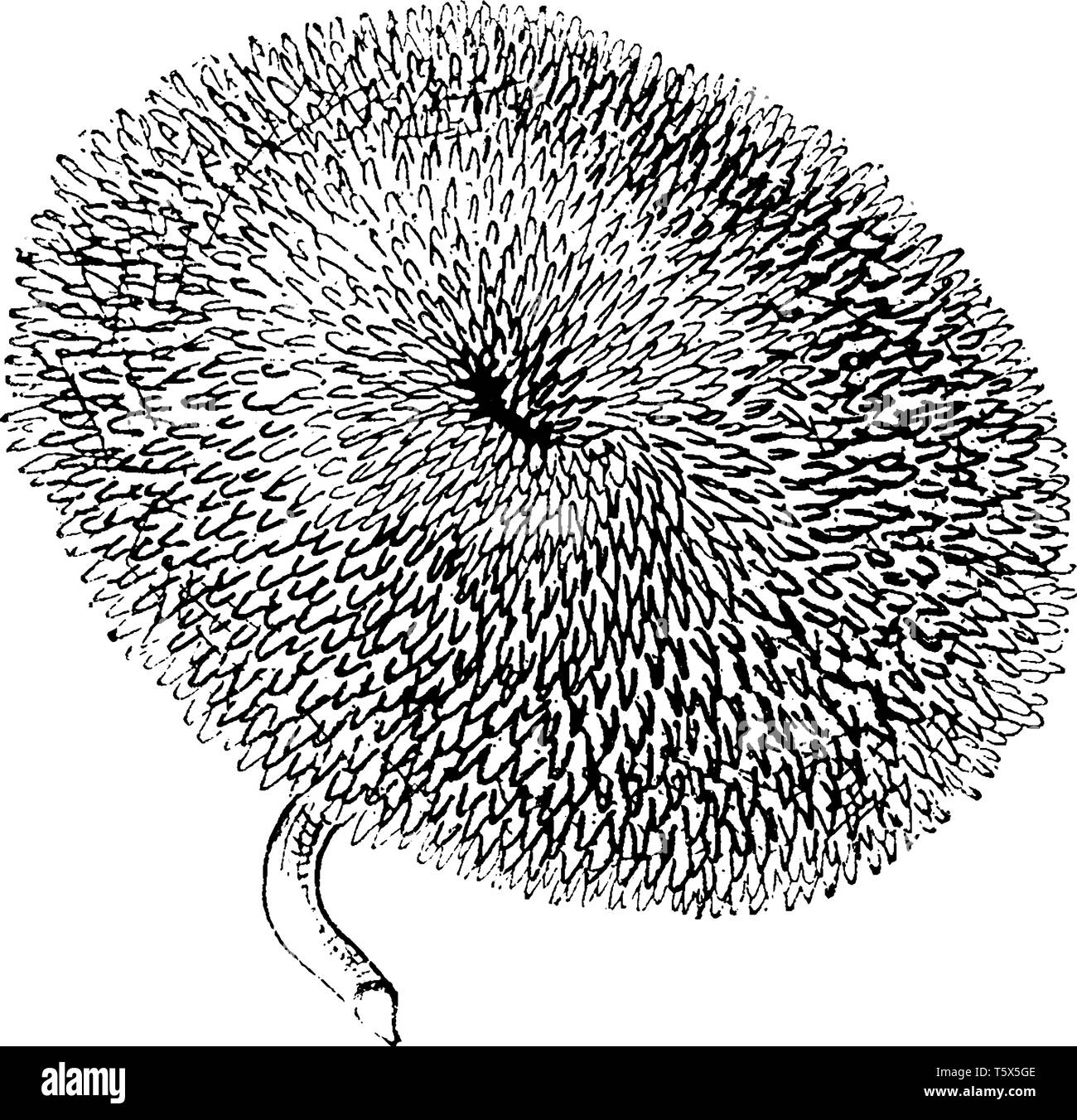 It is a picture of monkey's-comb climbing shrubs known as ...