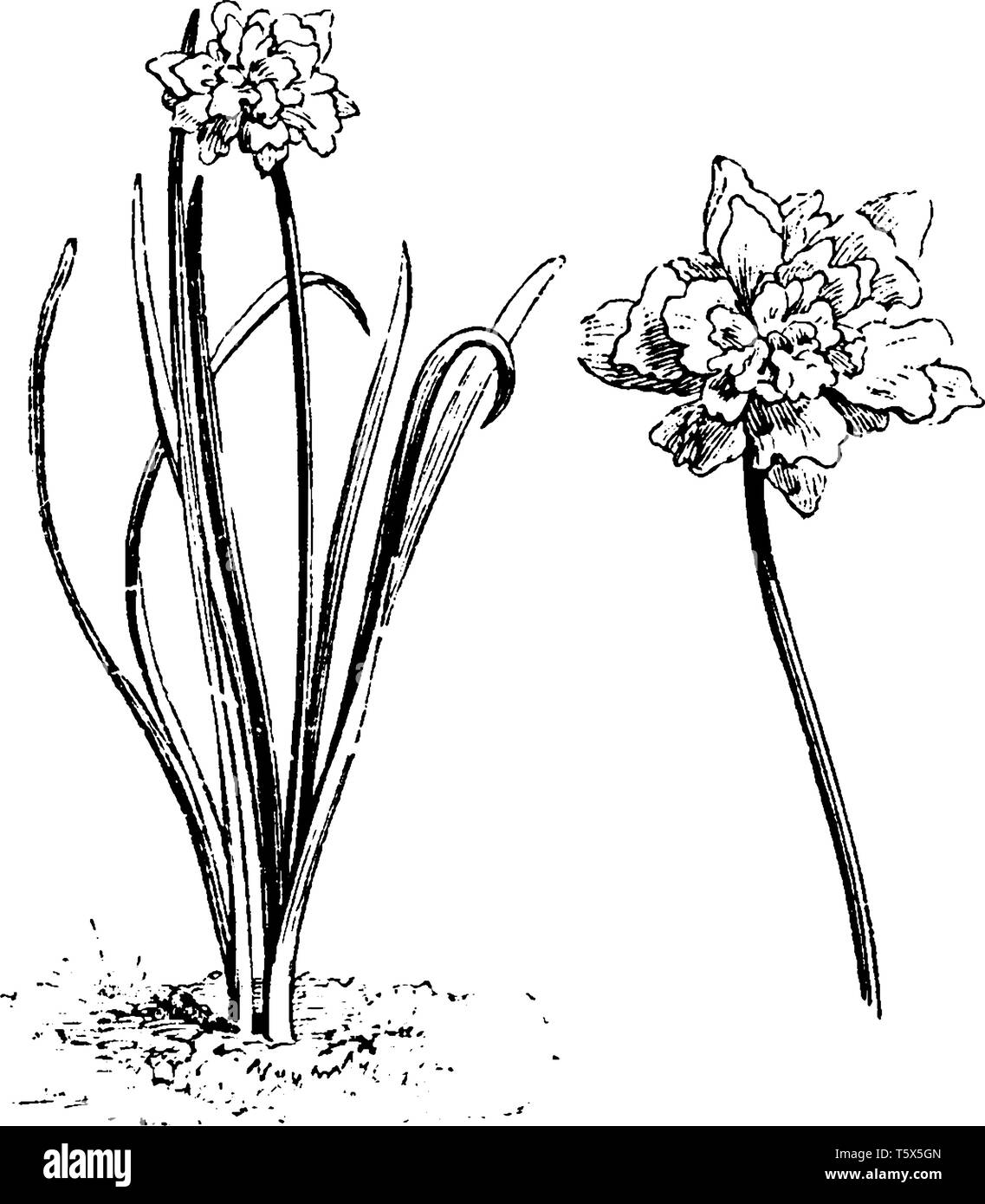 Lilies yellow Stock Vector Images - Alamy