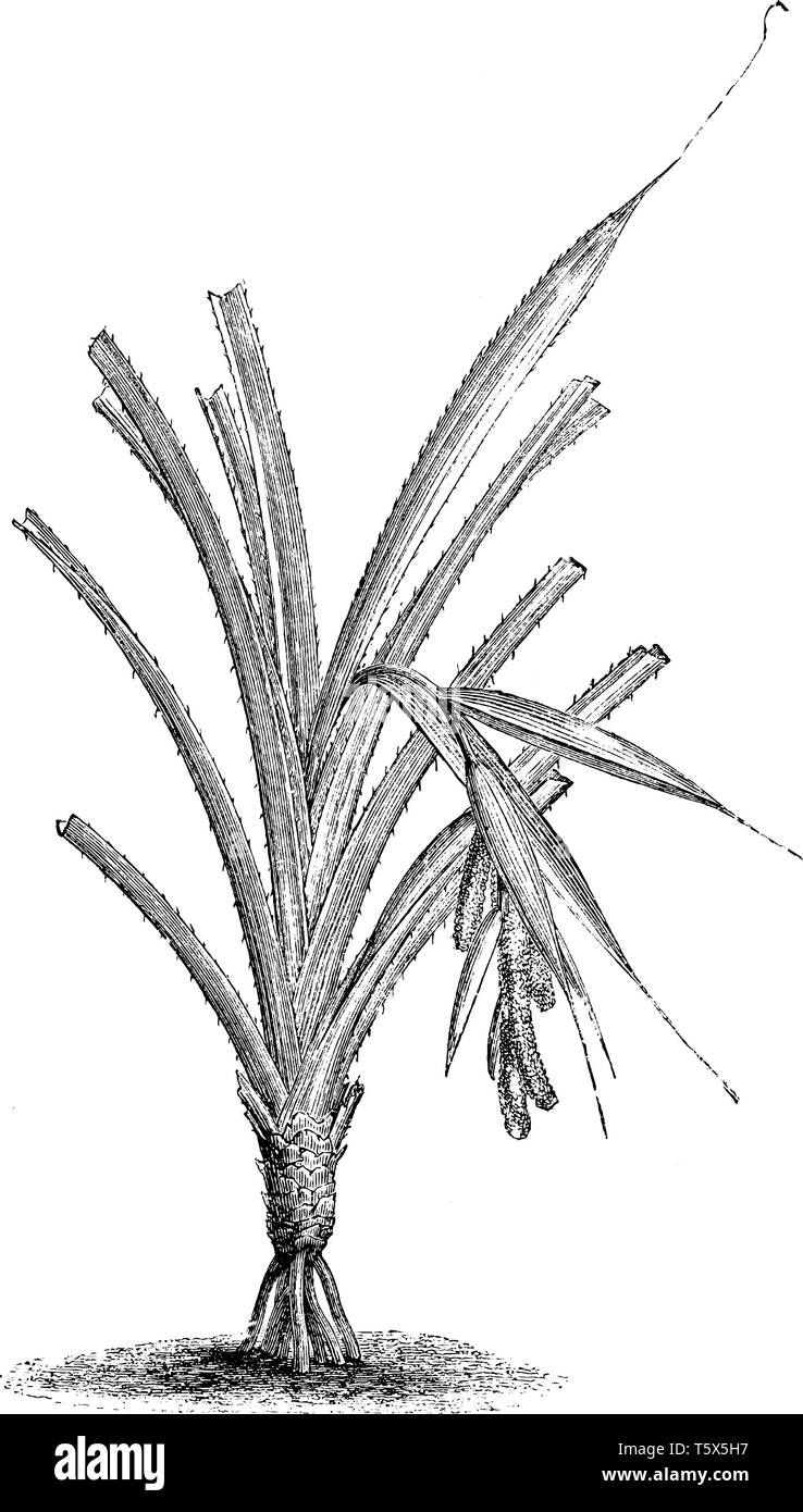 Pandanus Black and White Stock Photos & Images - Alamy