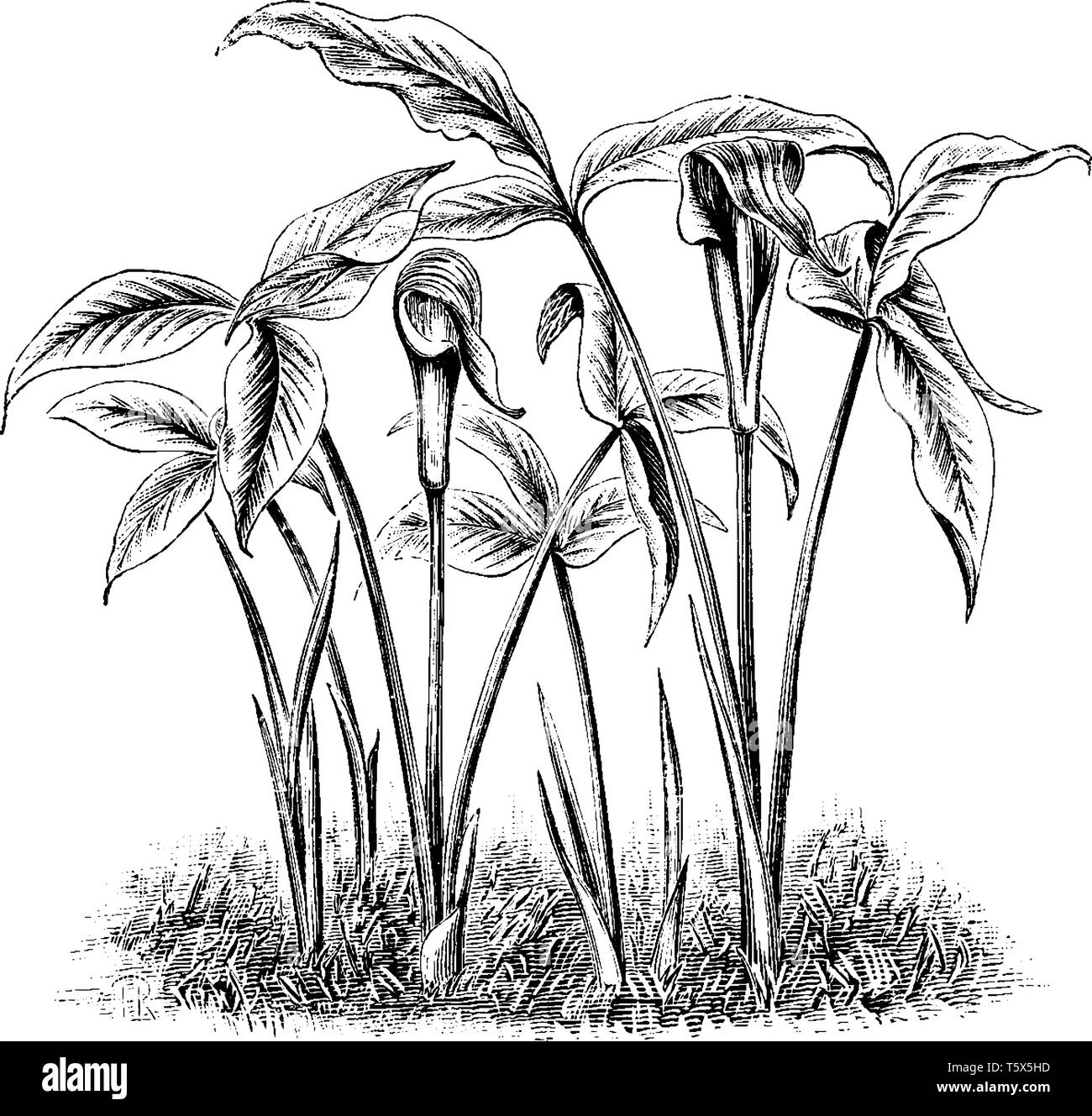 A Picture shows Arisaema Triphylla Flower Plant. It is commonly known ...