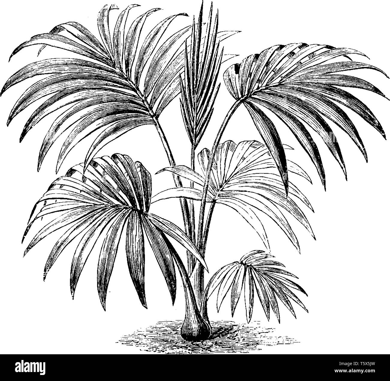 Native lord Stock Vector Images - Alamy