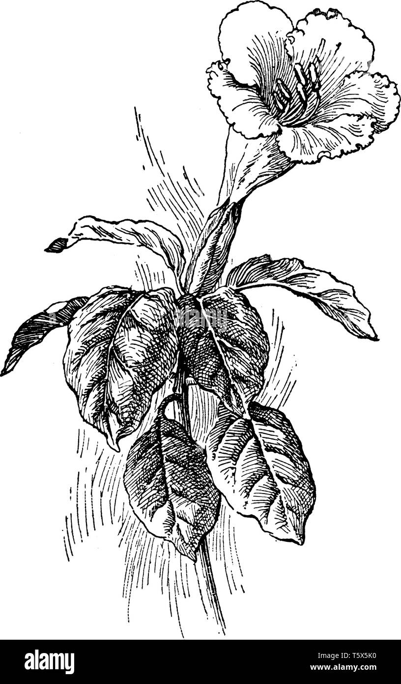 Large tropical leaves Black and White Stock Photos & Images - Alamy