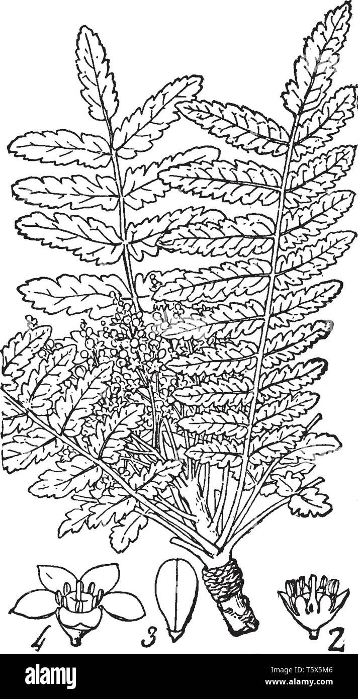 Tree cross section drawing hi-res stock photography and images - Alamy