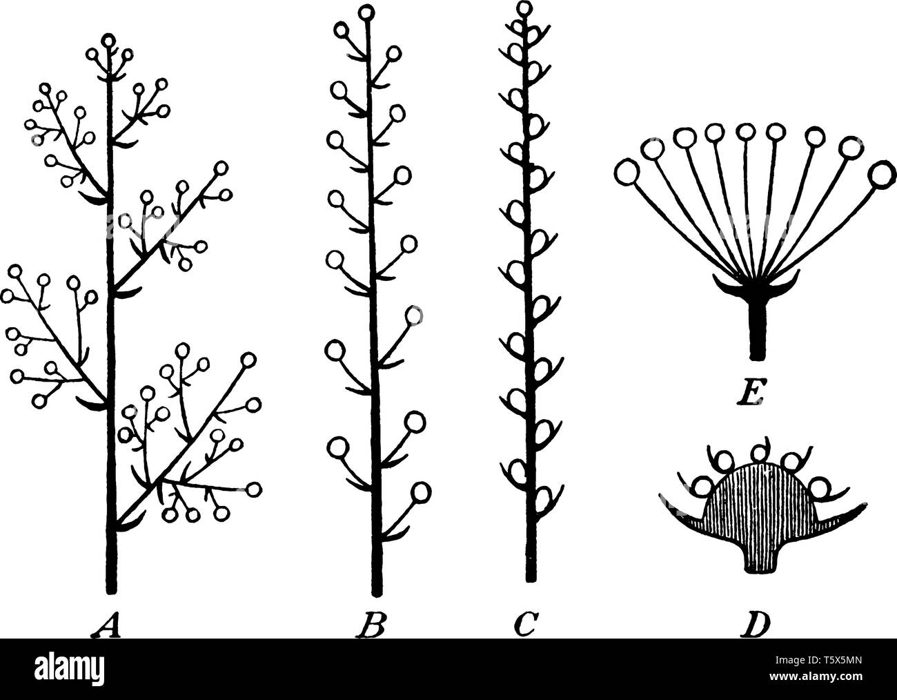 Straight trunk Stock Vector Images - Alamy