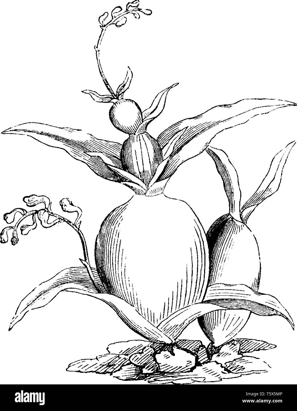 Aspasia is a small genus which is widespread in tropical Central and ...