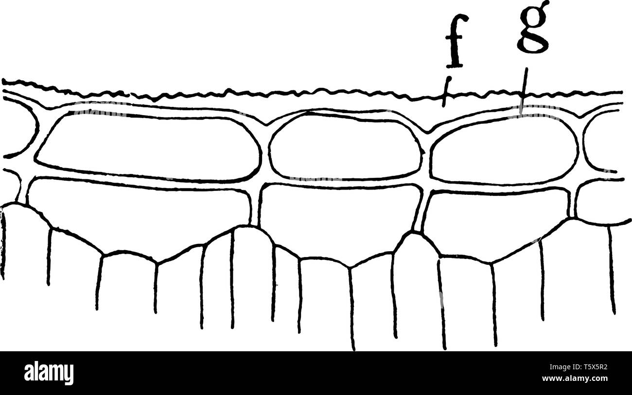 Pyrus wall Stock Vector Images - Alamy