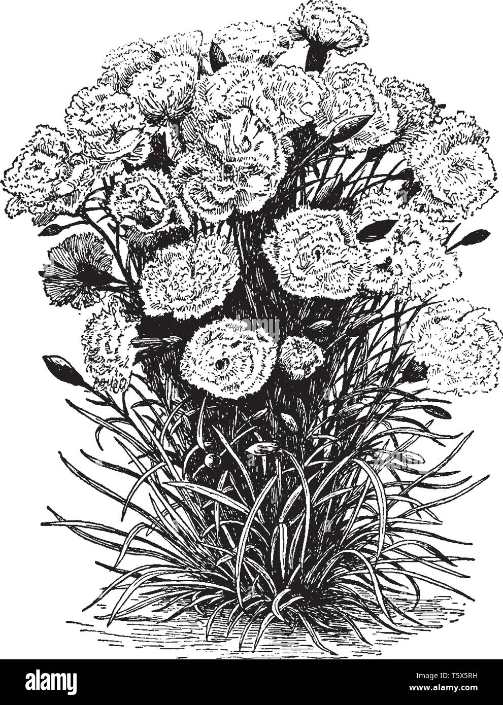 Annuals perennials Stock Vector Images - Alamy