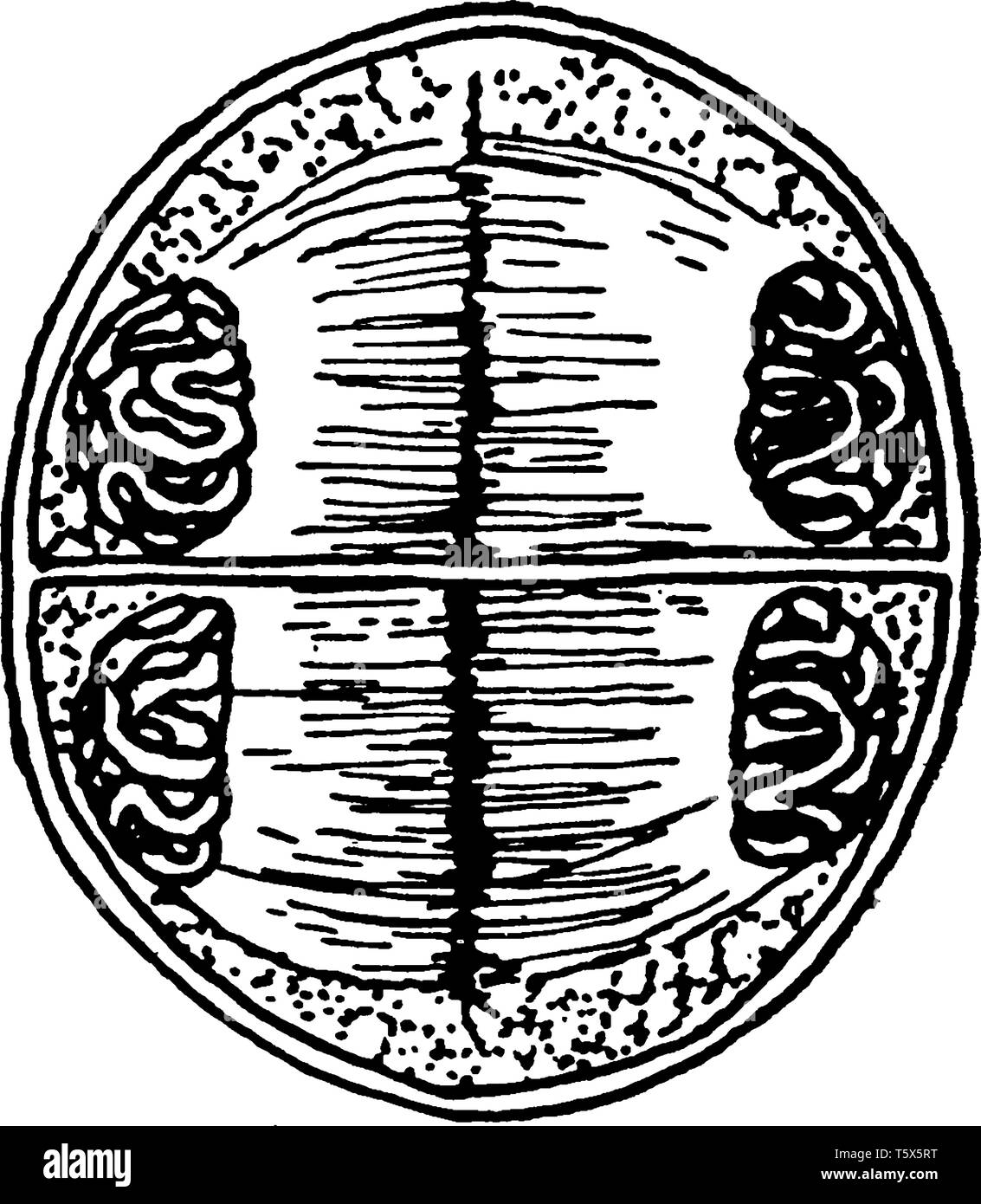 A picture showing the sixteenth stage of Division of Grandmother Cell ...