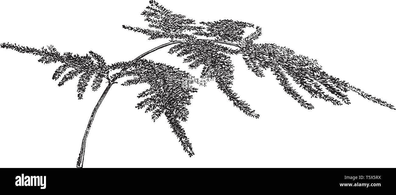 Evergreen perennial fern Stock Vector Images - Alamy