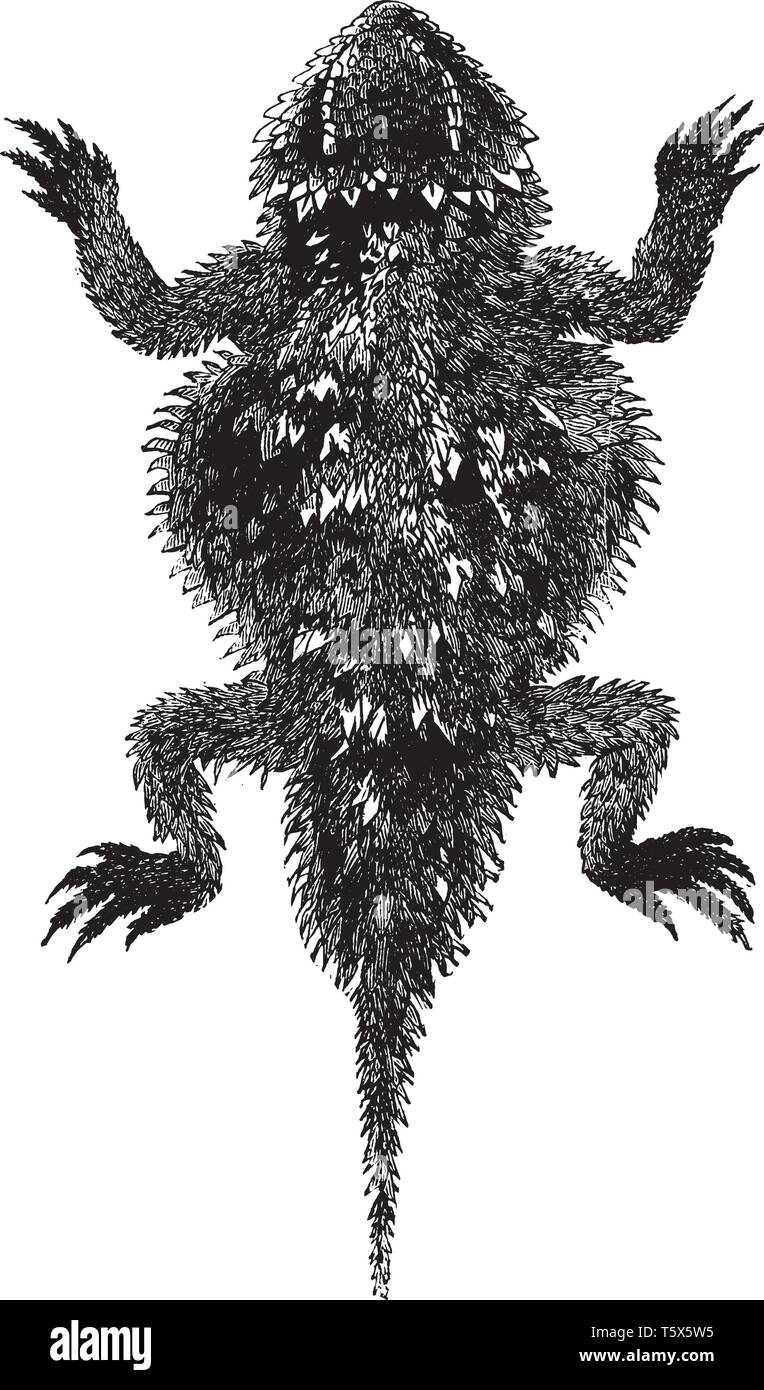 Phrynosoma horned lizard Stock Vector Images - Alamy