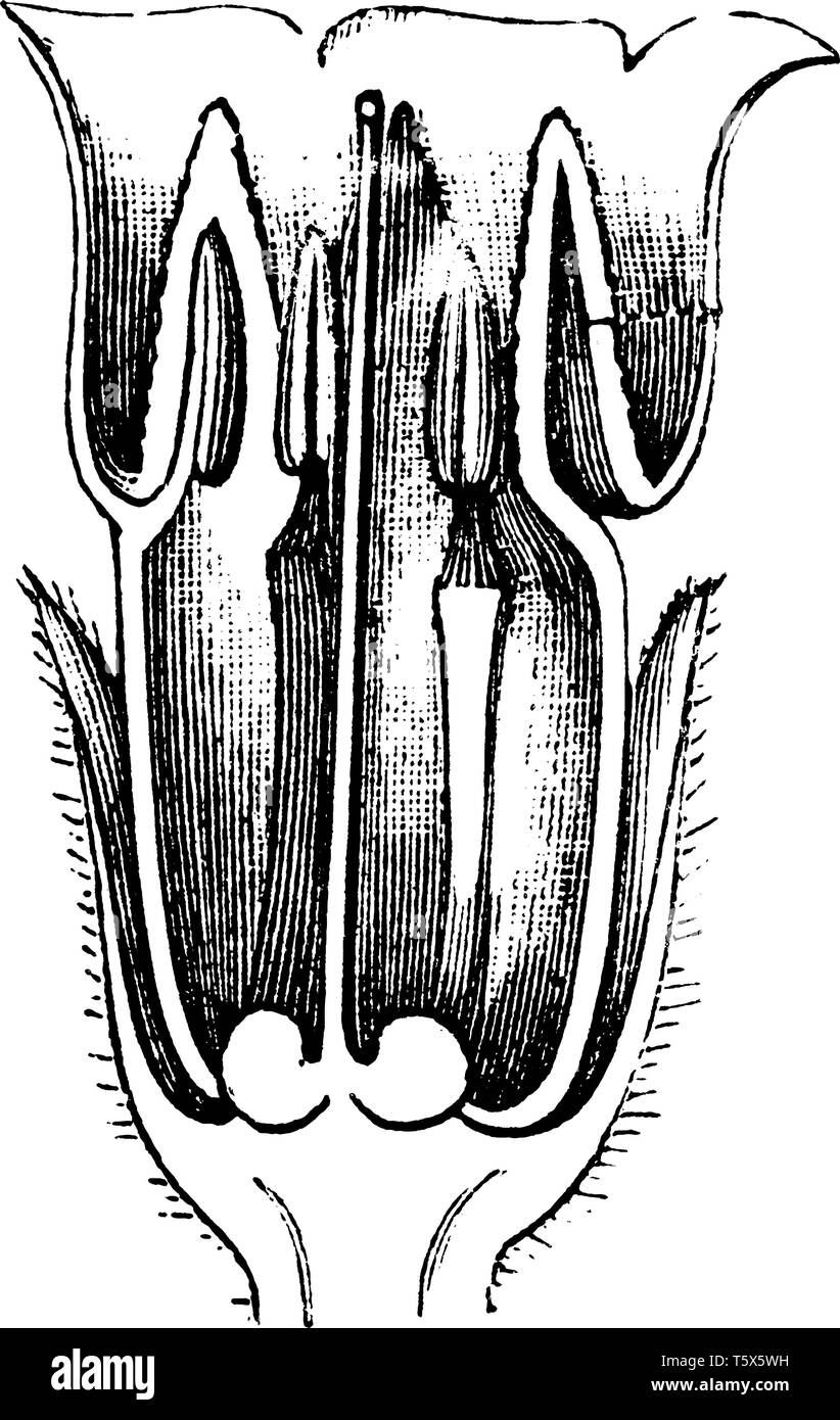 A picture showing the longitudinal section of Comfrey flower, vintage ...