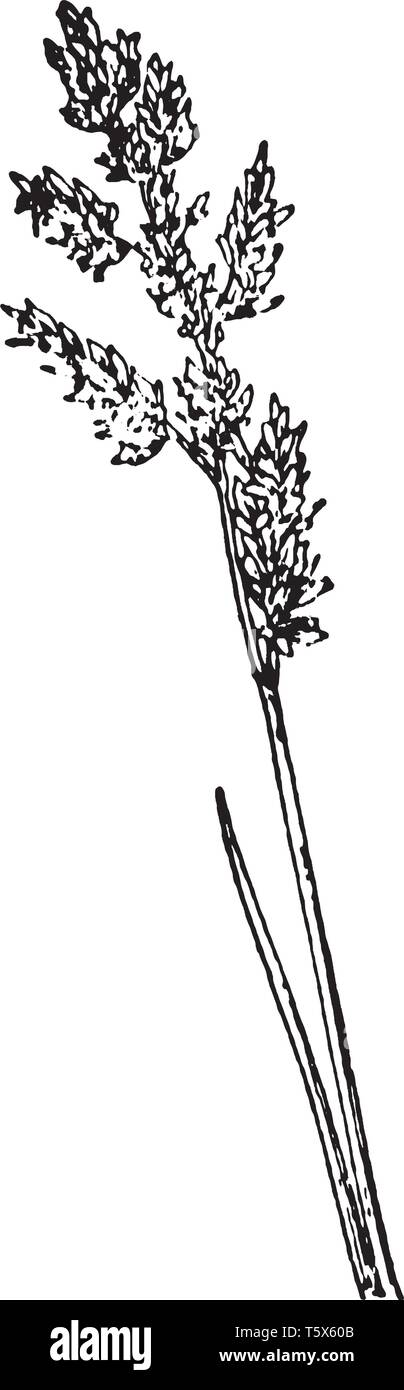 Compressed grass Stock Vector Images - Alamy