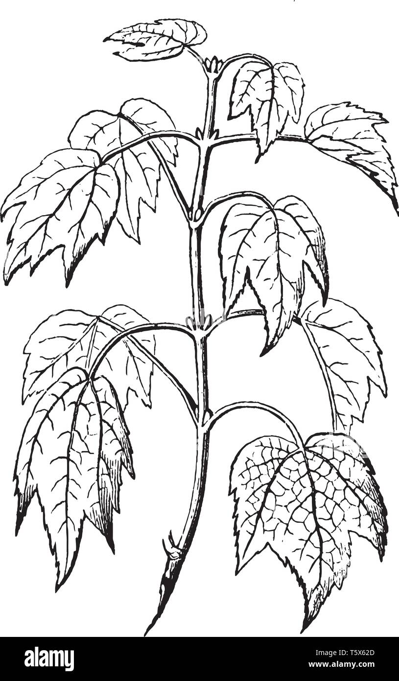 This is an image of Red Maple buds and they are opposite to each other ...