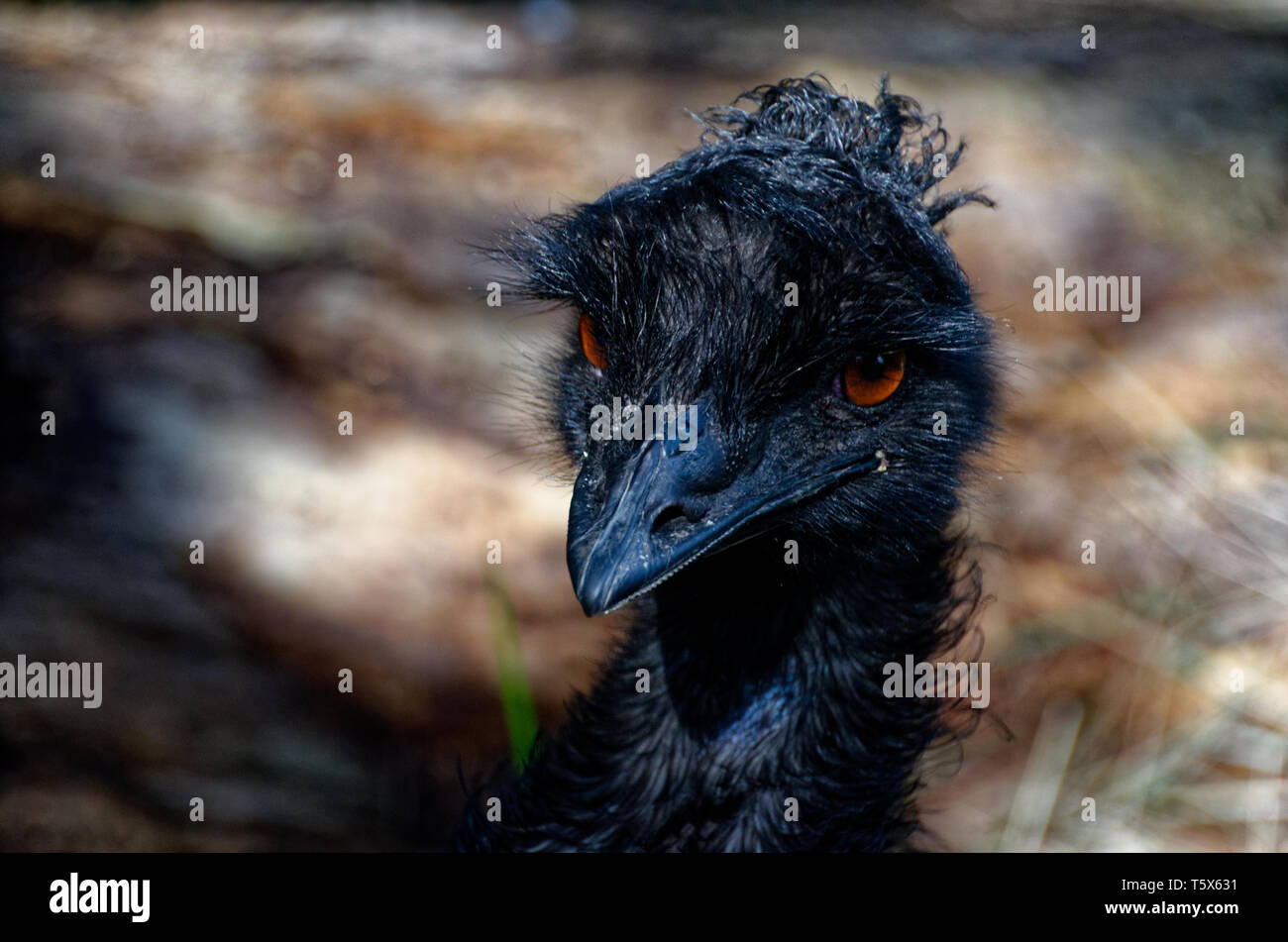 Evil looking emu hi-res stock photography and images - Alamy