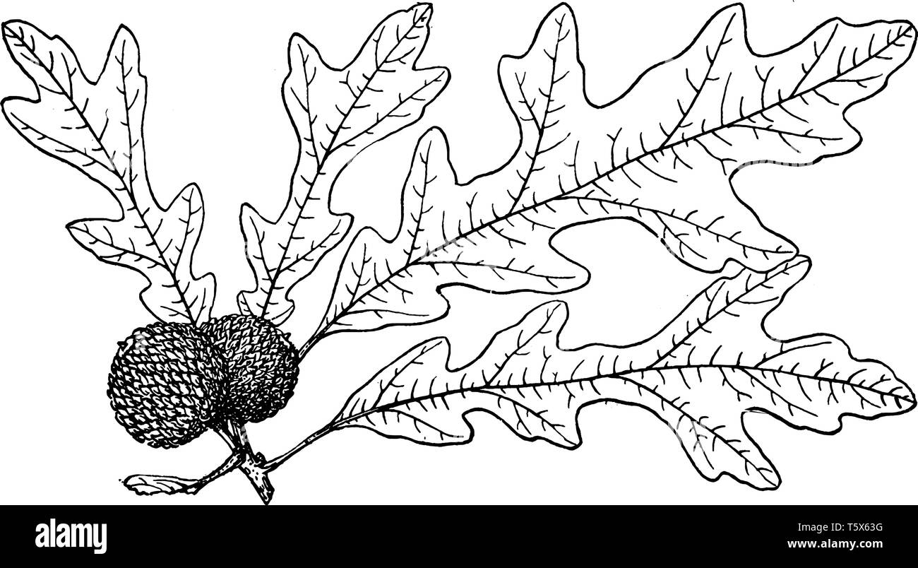 Oak Tree Line Drawing