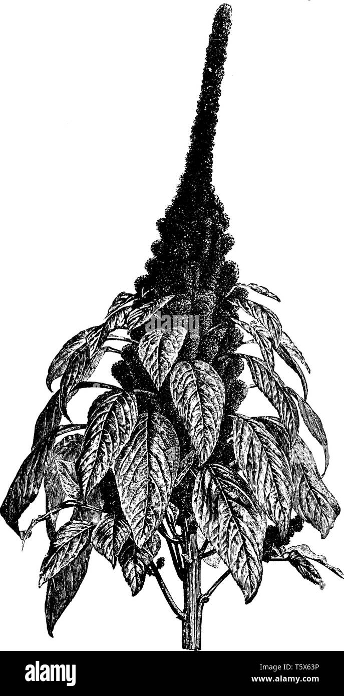 Princes feather amaranthus hypochondriacus Black and White Stock Photos ...
