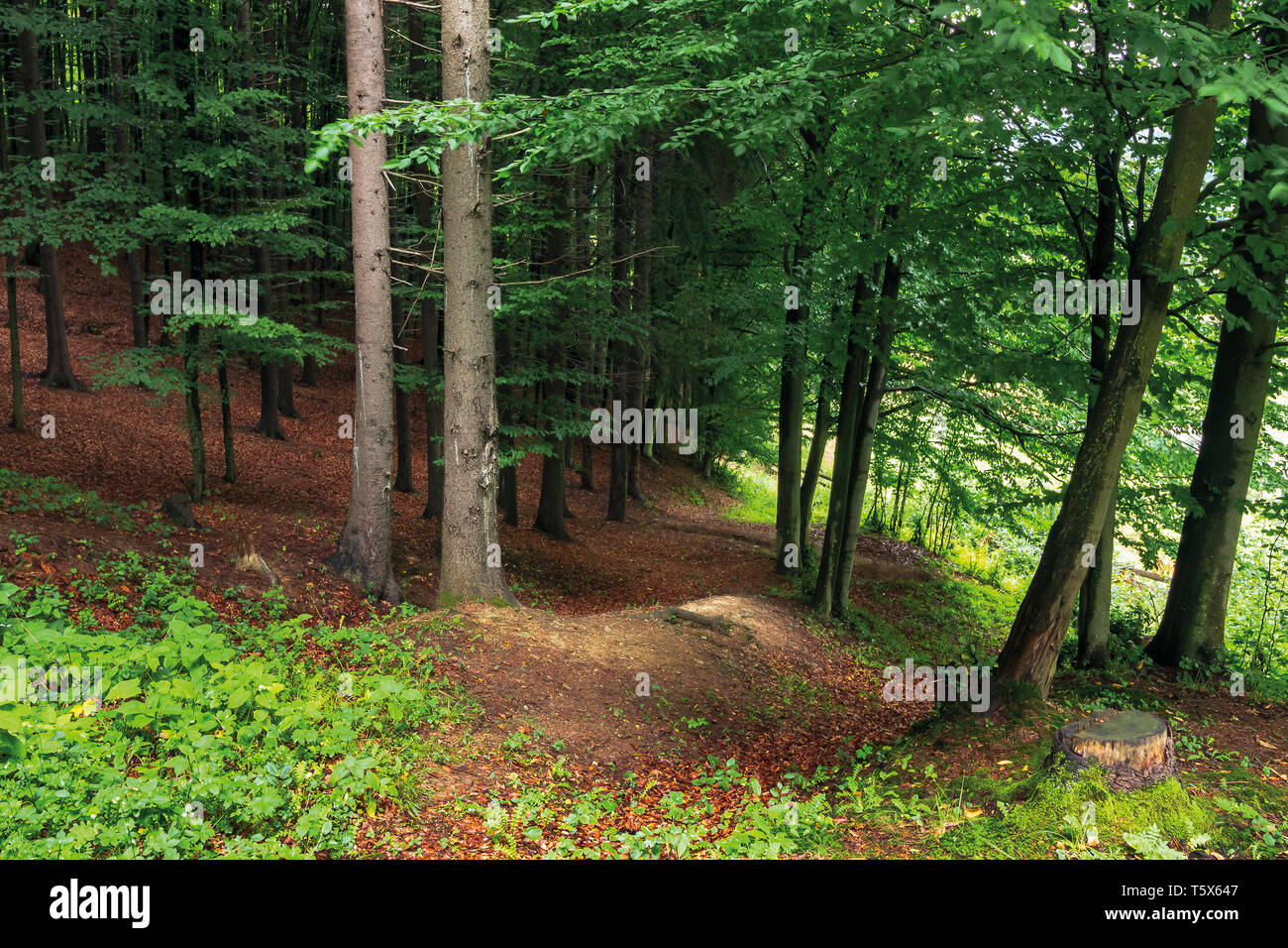 in the shade of a green forest. beautiful nature background Stock Photo ...
