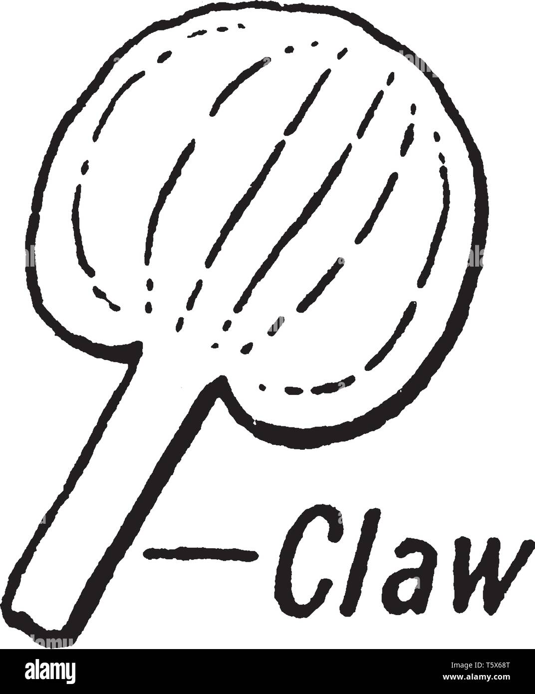 An image showing contracted stalk-like base of a petal of parts of ...