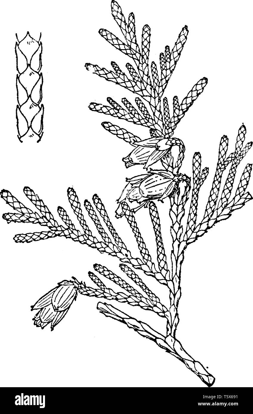 Thuja Black and White Stock Photos & Images - Alamy