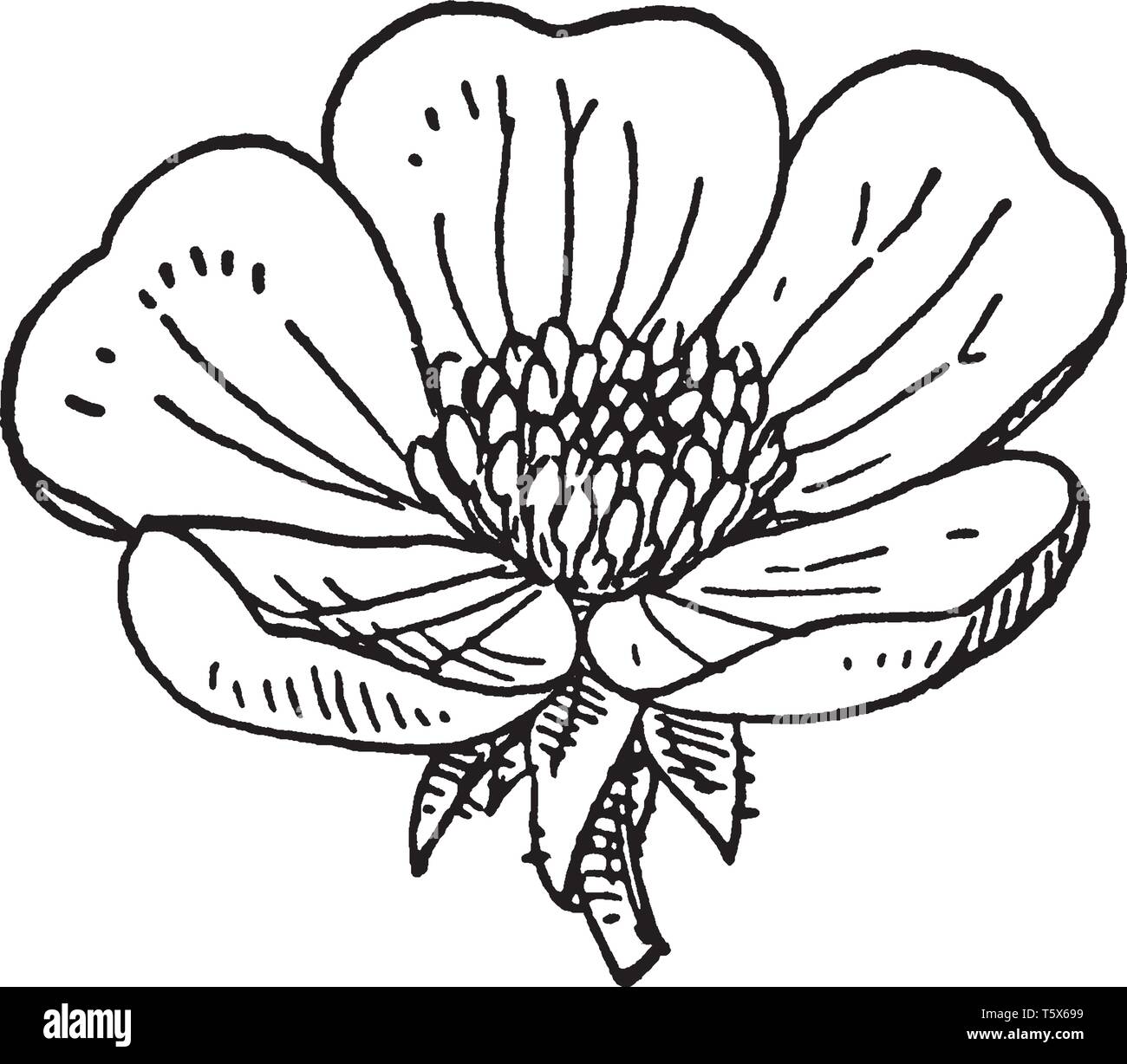 Buttercups are all yellow or gold flowers with green centers, vintage ...