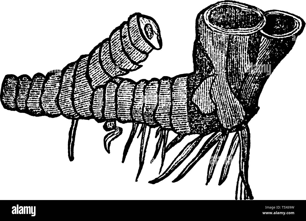 Creeping rootstalks hi-res stock photography and images - Alamy