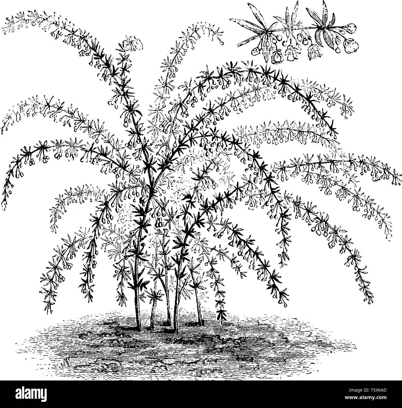 Evergreen shrub shrubs Stock Vector Images - Alamy