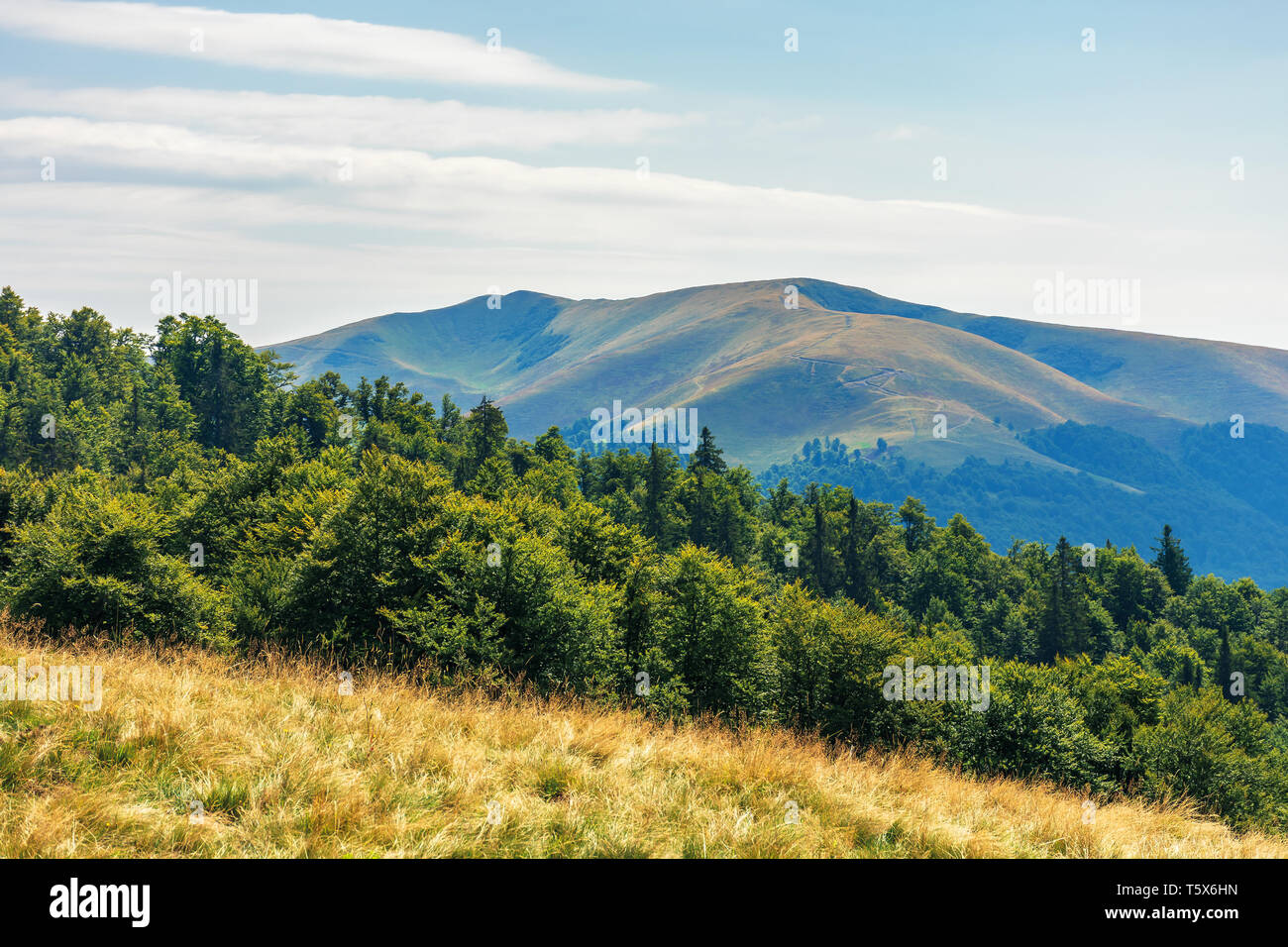 Plant of sub alpine forest hi-res stock photography and images - Alamy