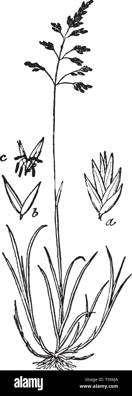 This pictures showing Kentucky grass ,roots are short and thin, stems ...