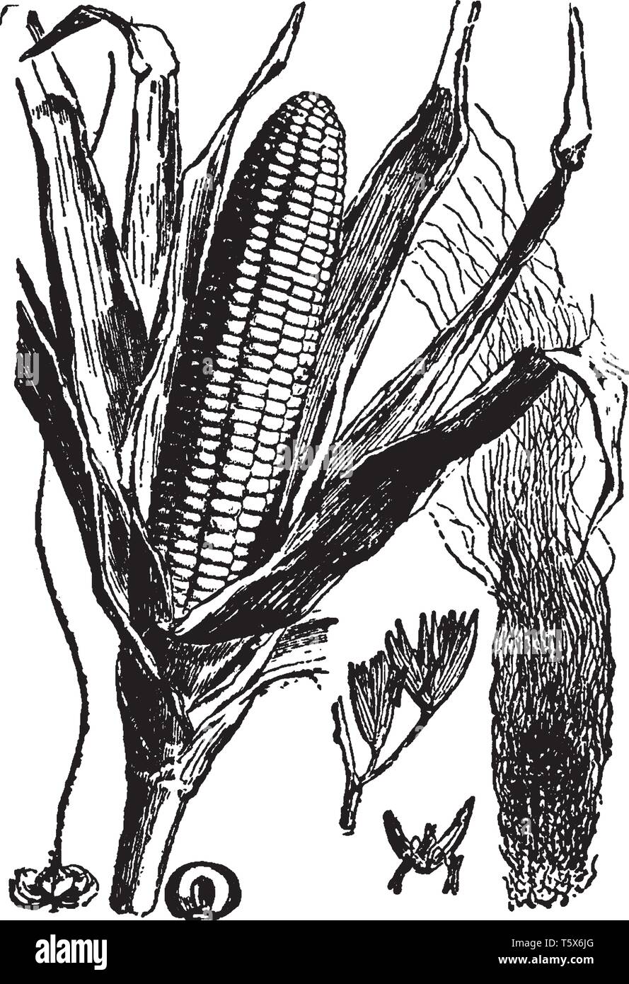 Corn is a grain as well as a vegetable. It can be used for food for ...