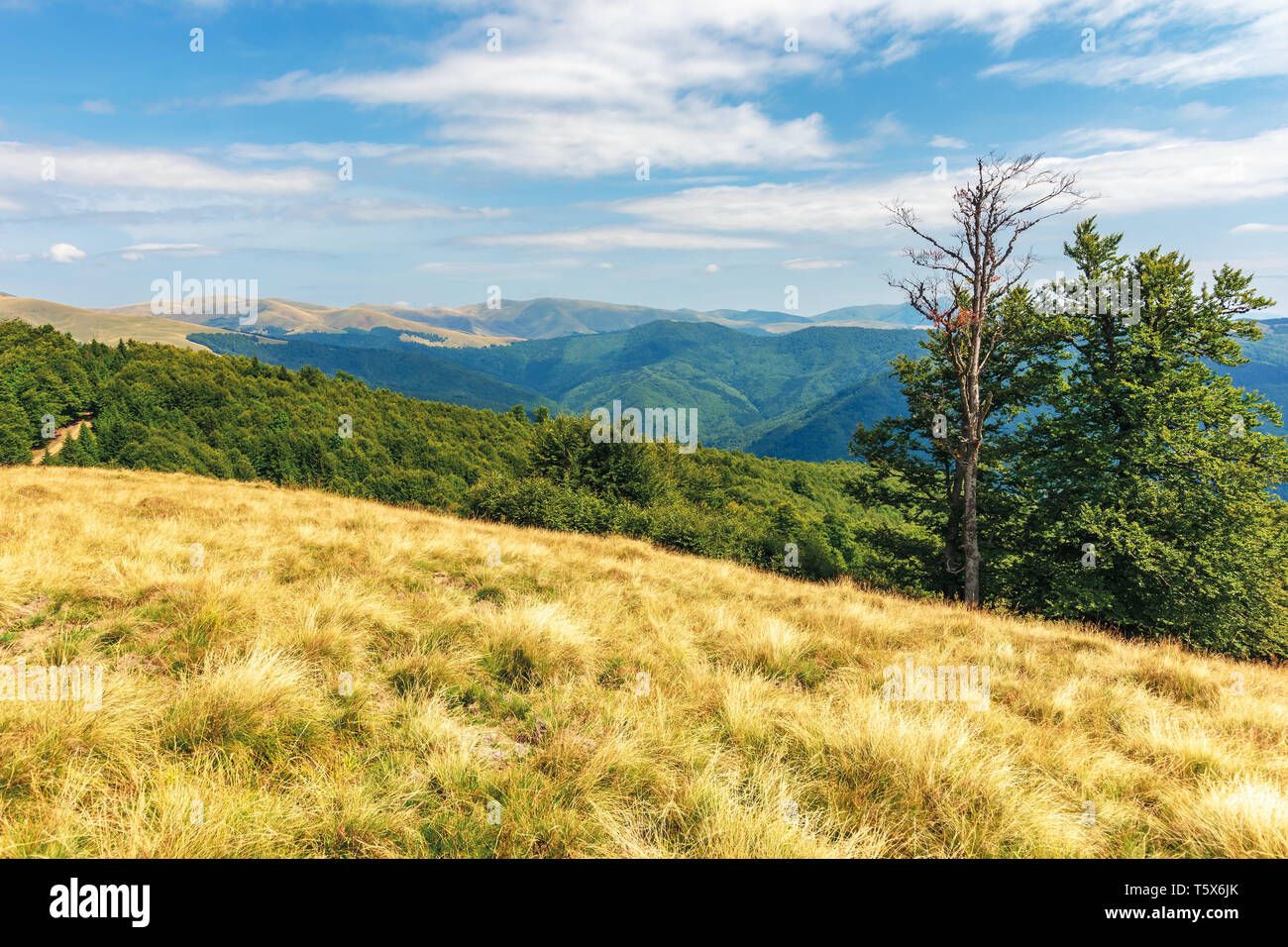 Sub alpine hi-res stock photography and images - Alamy