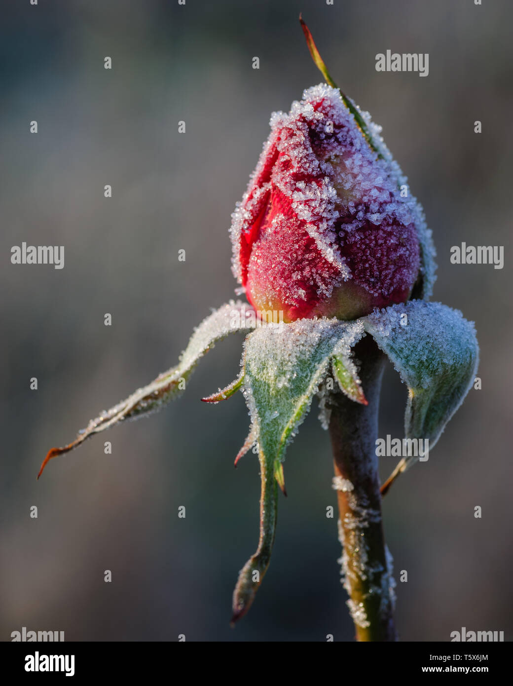 Beautiful macro image of a frozen rose flower covered with frost ...