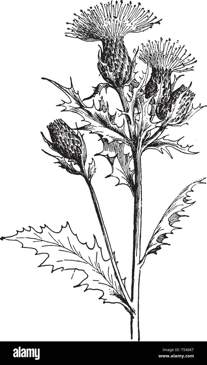 Swamp Plants Drawing